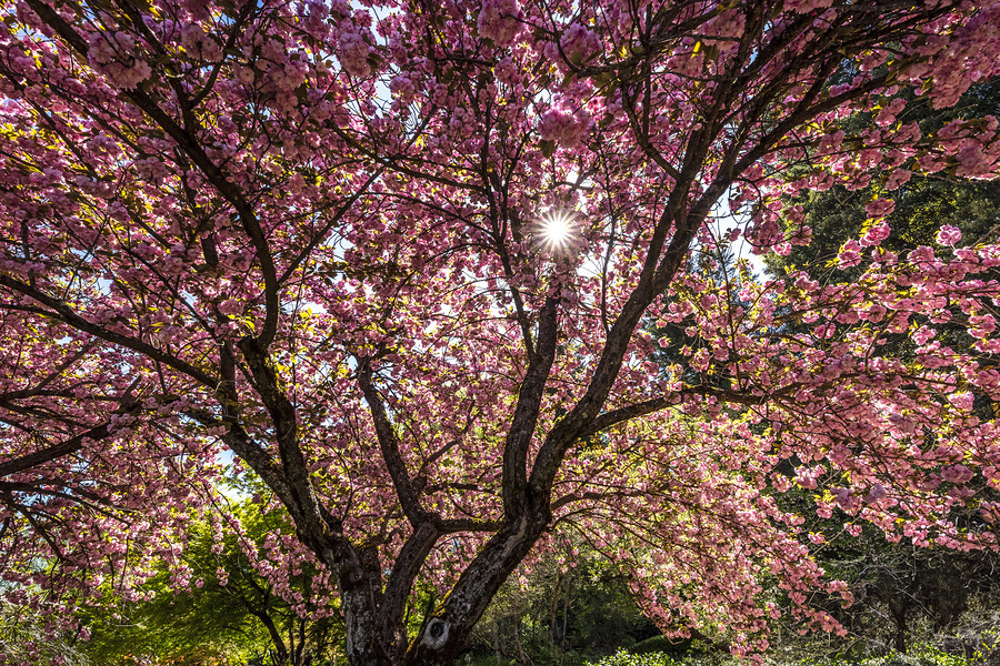Blossom Tree by Evan Petty Photography Wall Art