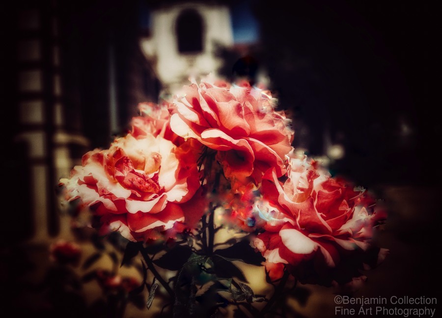 Rose by Benjamin Collection Fine Art Photography Wall Art