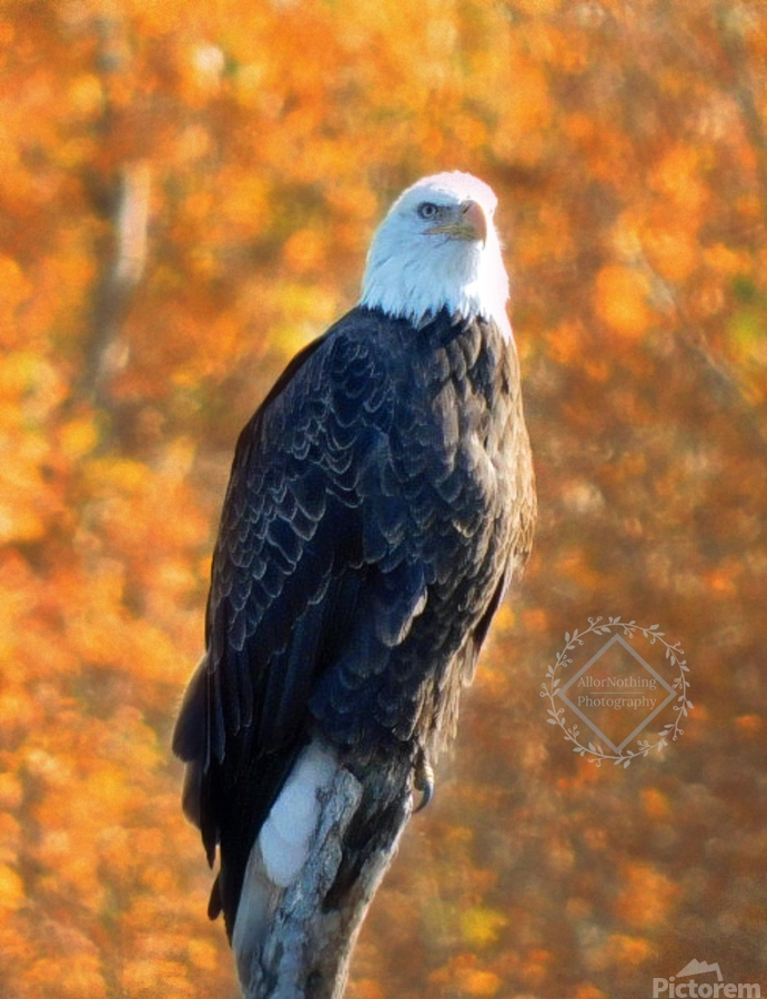 Autumn Eagle by Ashton Leigh Lerat Wall Art