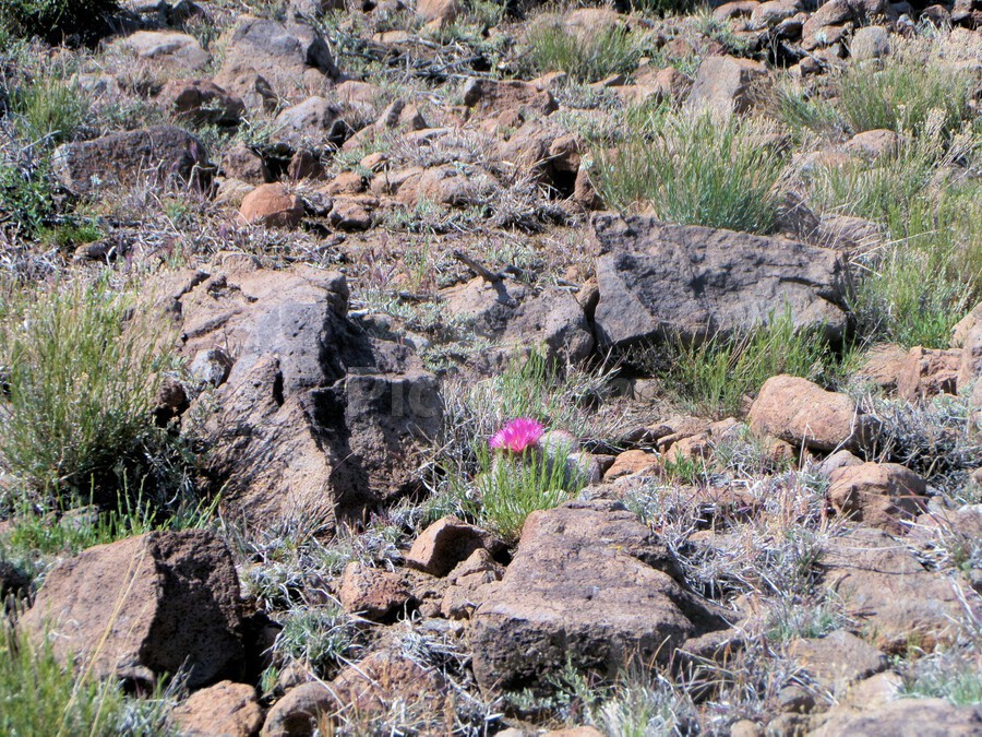 cactus by Debbie-s Photo Korner Wall Art