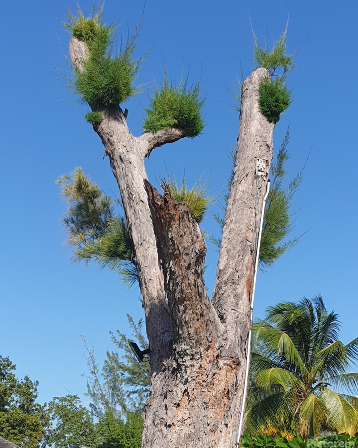 Tree Jamaica by Nikon Vision Wall Art