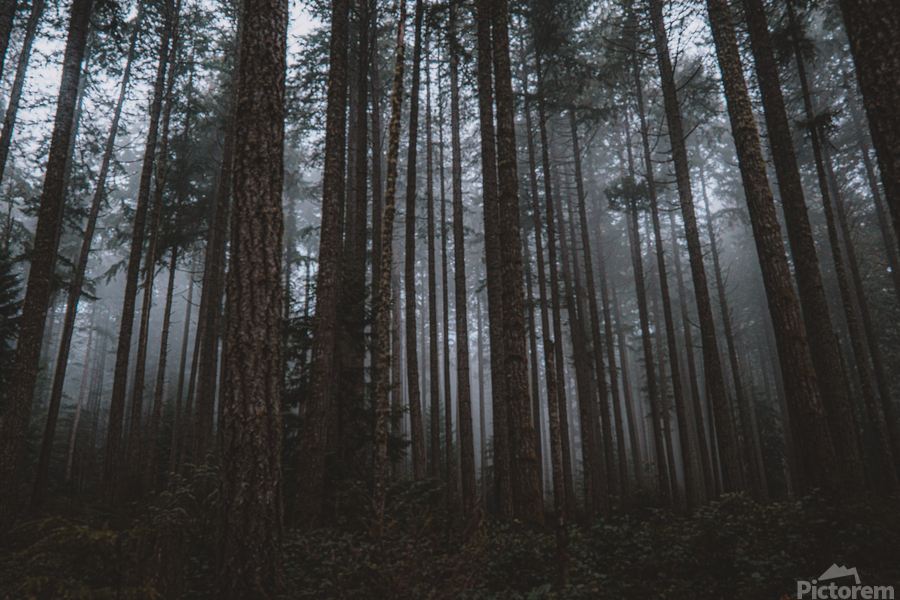 Mystery by Latitude 49 Photography Wall Art