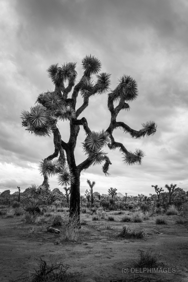 Joshua Tree national park in black and white by DELPHIMAGES Wall Art