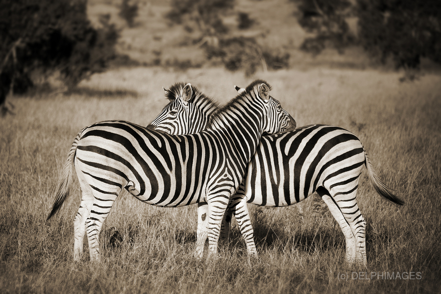 Zebra hug Kruger Park South Africa by DELPHIMAGES Wall Art