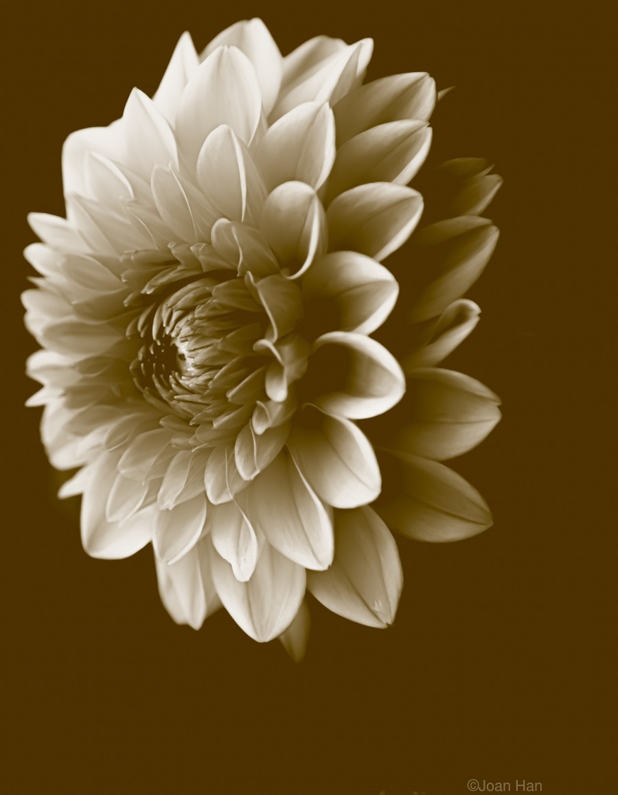Dahlia II Sepia by Joan Han Wall Art