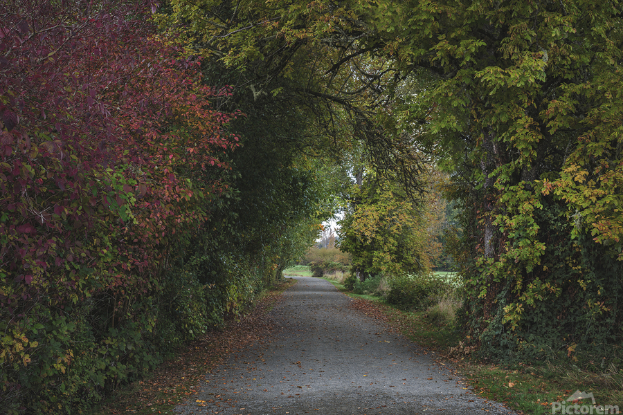 Pathway Through Autumn by Louis Ruth Photography Wall Art