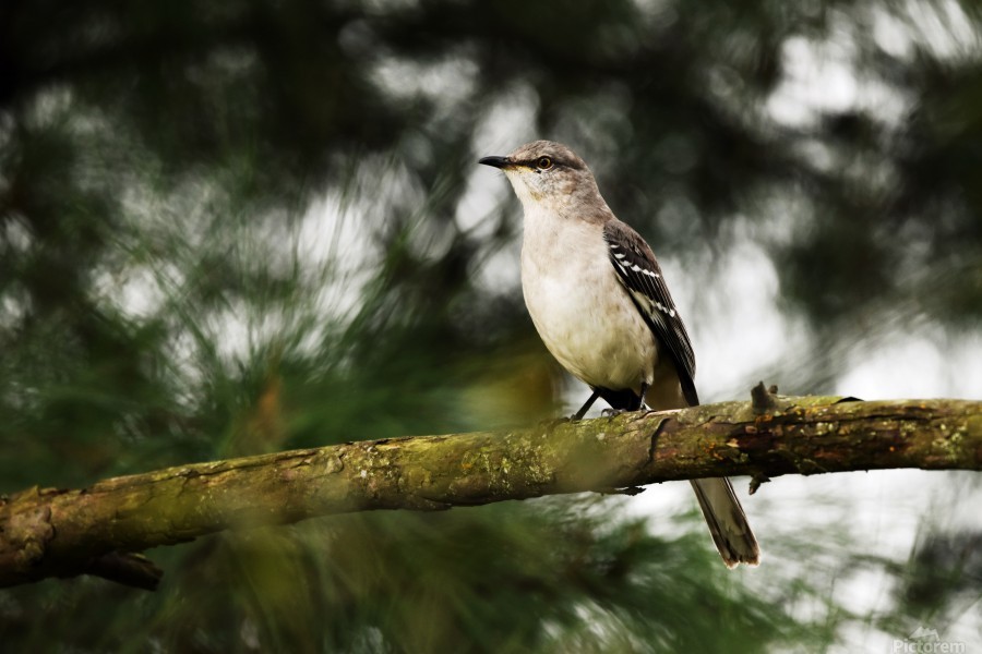 Mockingbird by LambySnaps Wall Art