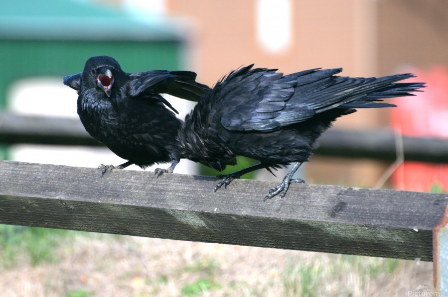 JPT_8065R by James Cooke Wall Art