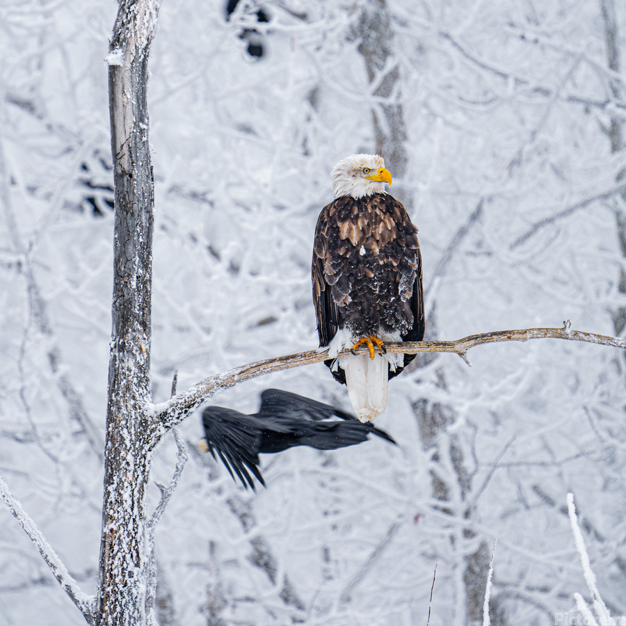 Eagle and Raven by Kevin MacLellan Wall Art