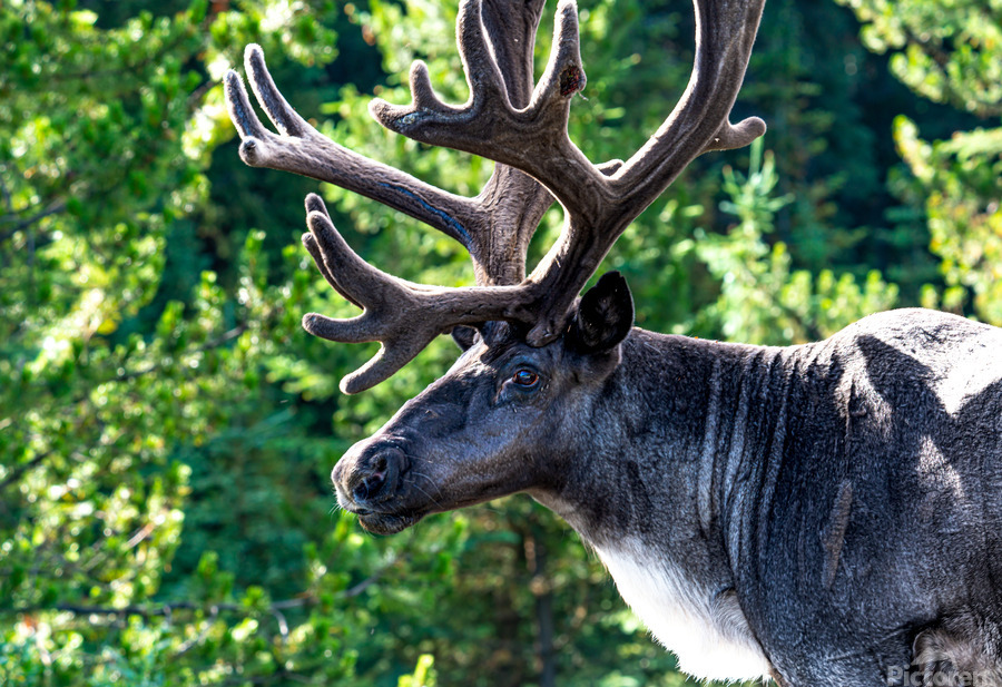 Mountain Caribou Rack by Kevin MacLellan Wall Art