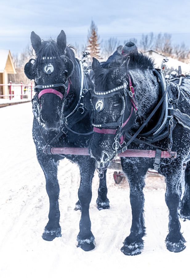 Percherons by Kevin MacLellan Wall Art