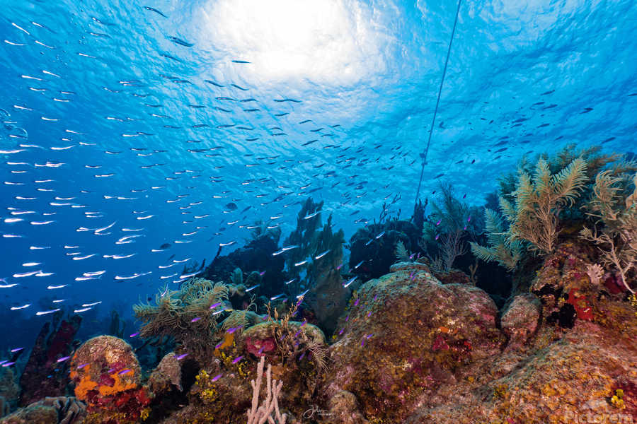 Reefscape 2 by deepseawilson Wall Art