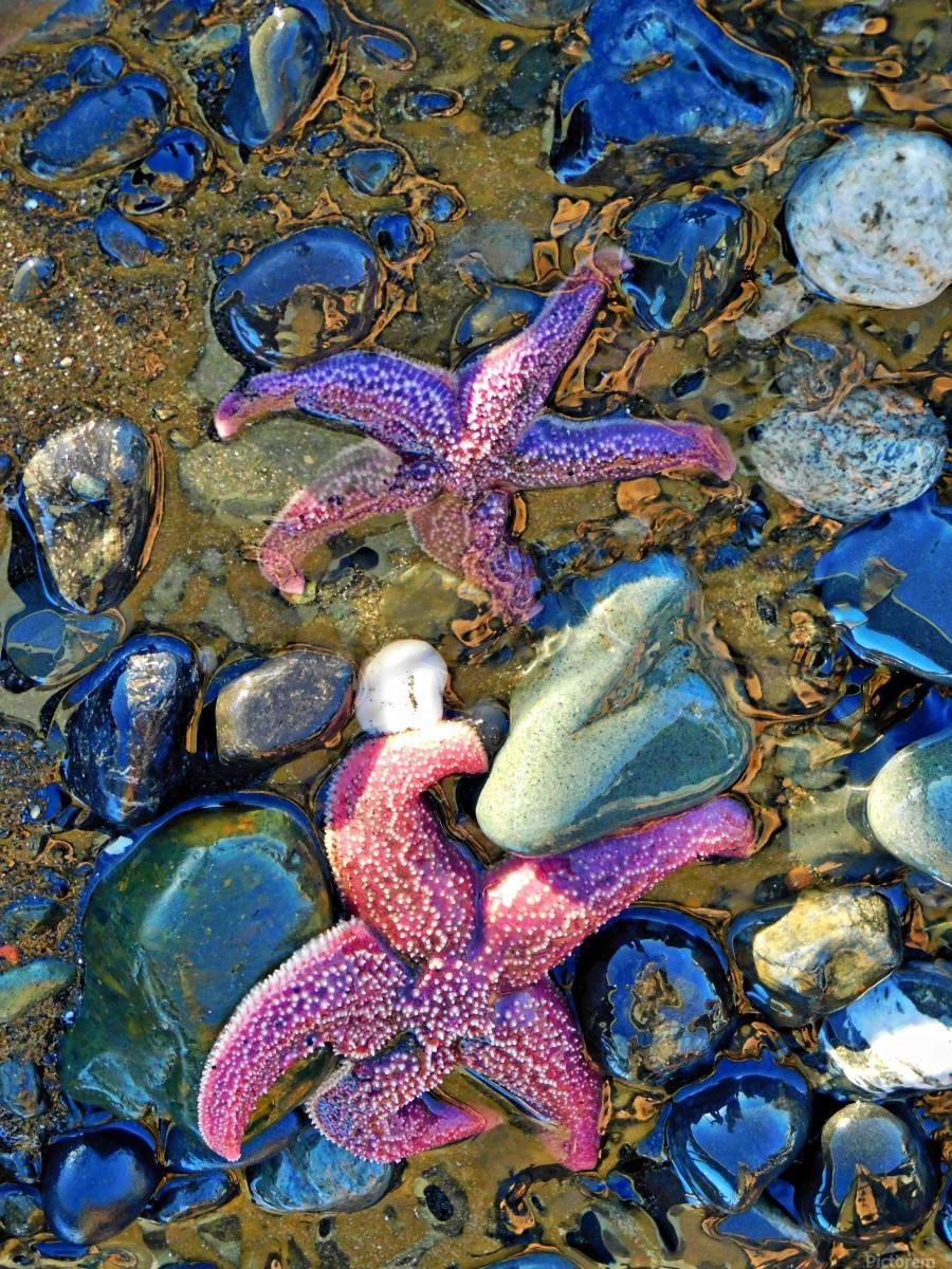 Dancing Starfish by 151 West Wall Art