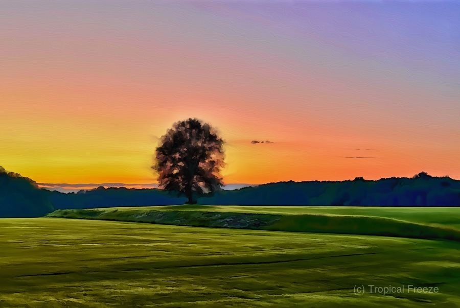 Tree in the Sunset by Tropical Freeze Wall Art