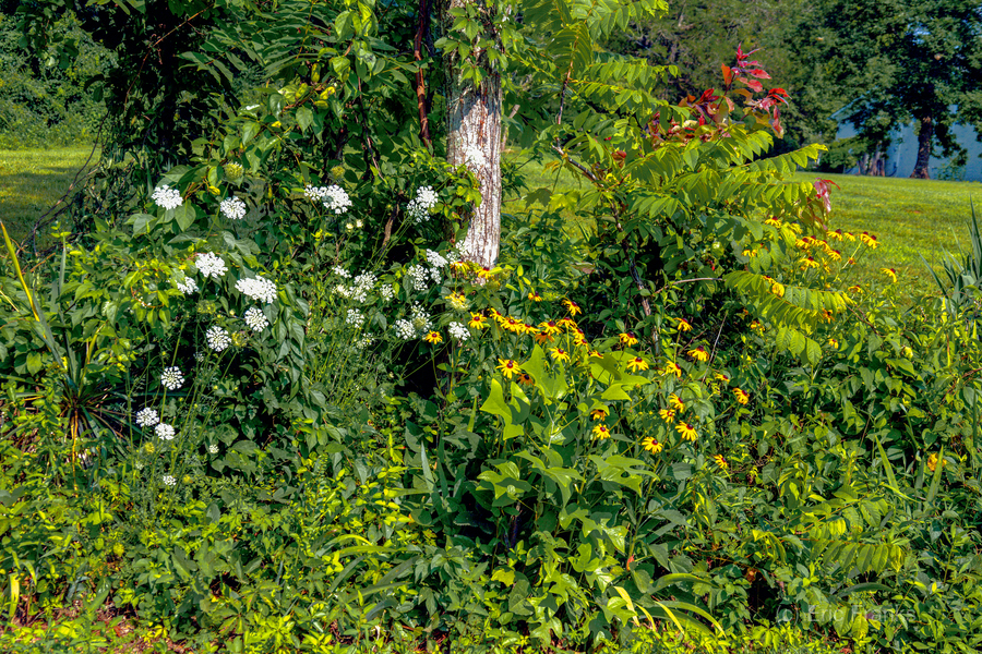 Wildflowers 1 by Eric Franks Wall Art