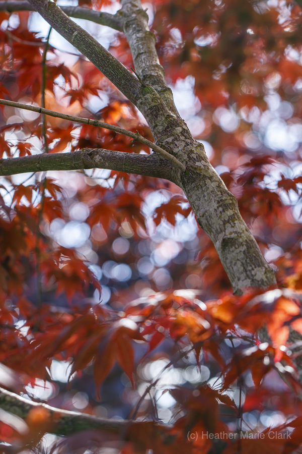 Summer Blaze: Japanese Maple by Heather Marie Clark Wall Art