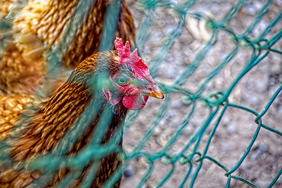 hen peering through chain link fence by Heather Marie Clark Wall Art