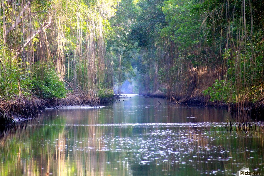 Caroni Swamp Trinidad by Joanna Devaux Guillaume Wall Art