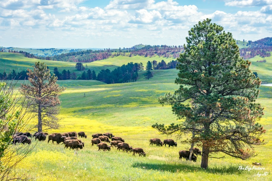 Custer State Park Bison Tree by The Big Picture by JD Wall Art