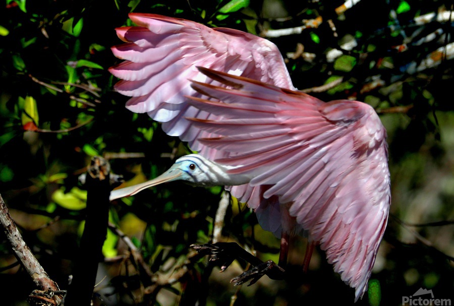 Roseate Spoonbill Wing Display by life on the coastal edge Matthew Dunn ...