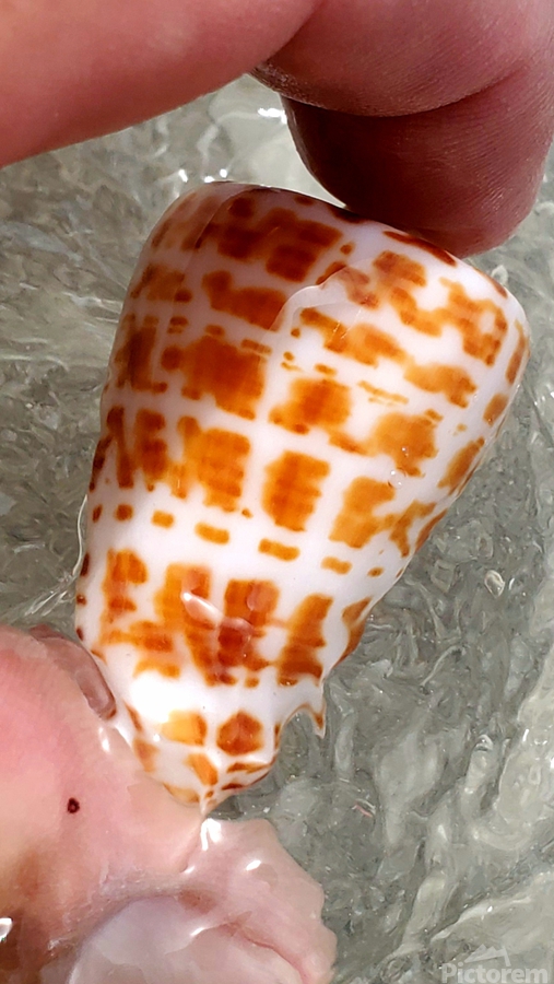 Alphabet Cone Splash by life on the coastal edge Matthew Dunn ...