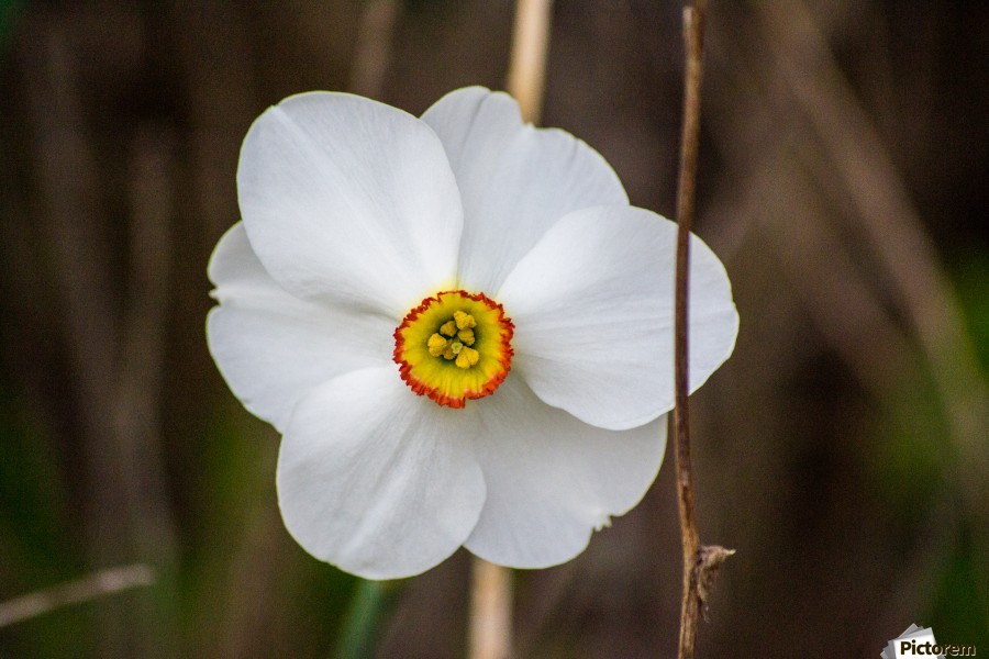 White Flower by Tiffany Ross Wall Art