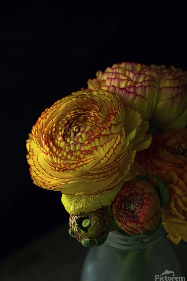 Ranunculus II by Thevectoryfloor Wall Art
