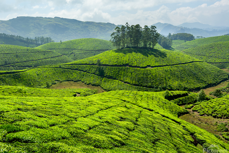 Tea plantations by Dmitry Rukhlenko Wall Art