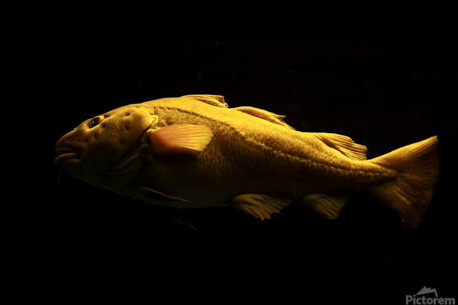 Atlantic cod fish underwater by Dmitry Rukhlenko Wall Art