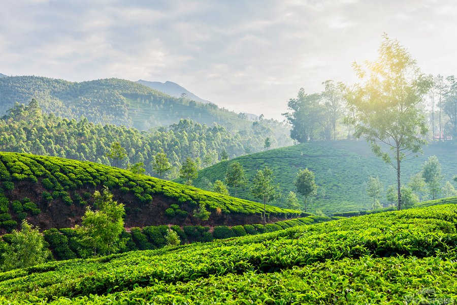 Green tea plantations in Munnar Kerala India by Dmitry Rukhlenko Wall Art