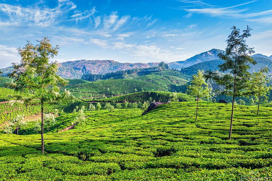 Tea plantations Munnar Kerala state India by Dmitry Rukhlenko Wall Art