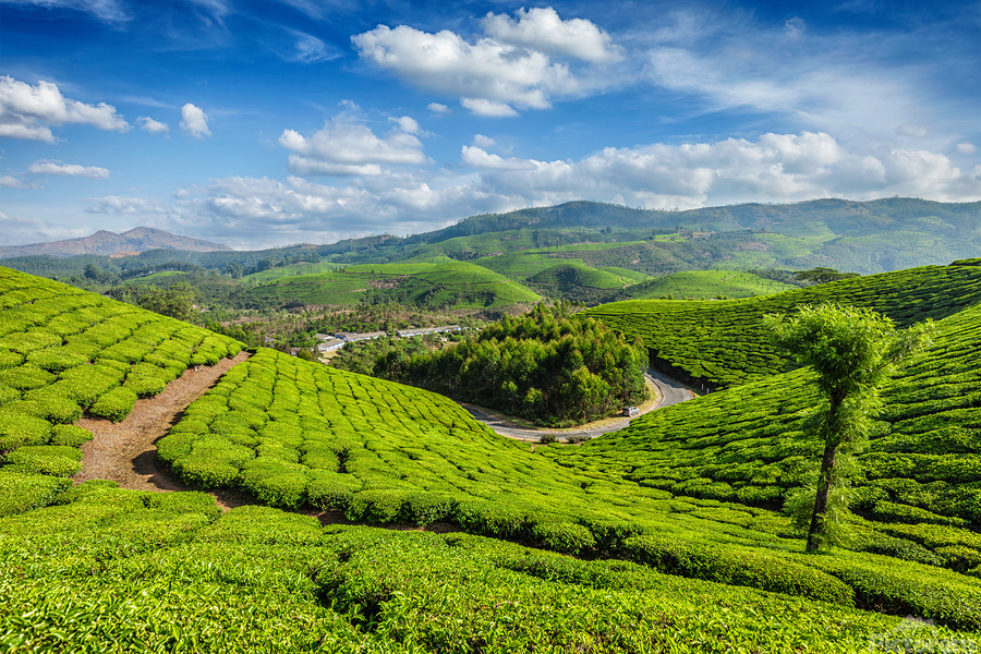 Tea plantations Munnar Kerala state India by Dmitry Rukhlenko Wall Art