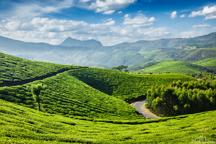 Tea plantations Munnar Kerala state India by Dmitry Rukhlenko Wall Art