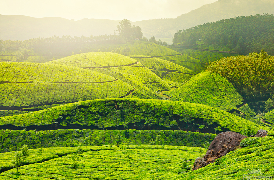 Tea plantations. Munnar Kerala India by Dmitry Rukhlenko Wall Art