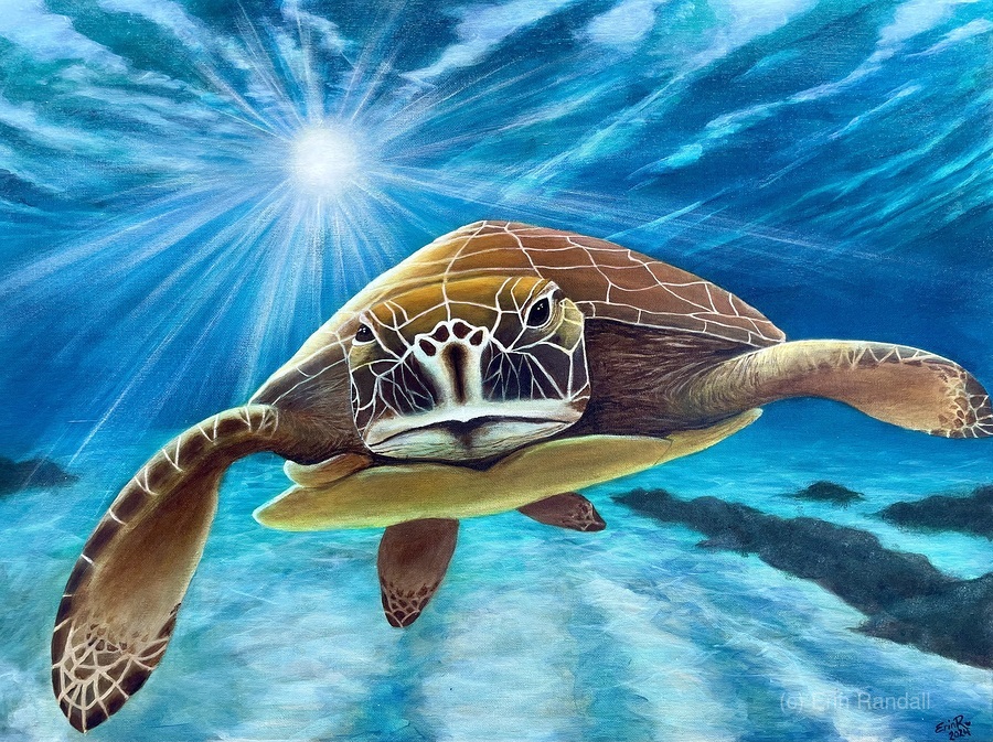 Sea Turtle by Erin Randall Wall Art