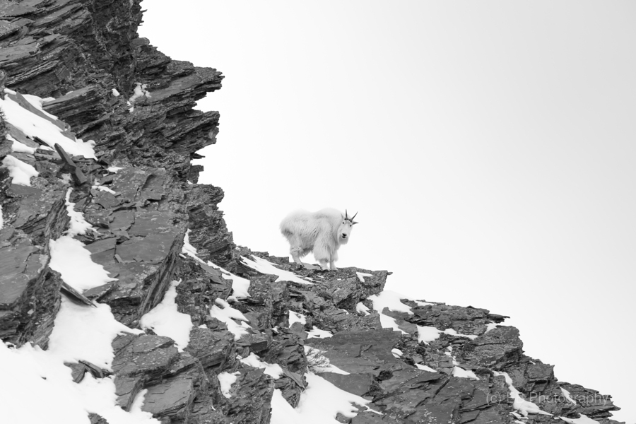 Elusive by EB Photography Wall Art