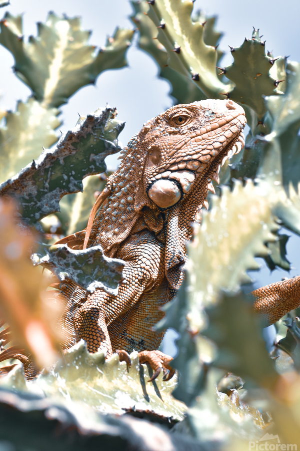 Close Up of Iguana in a cactus tree par Alisha Watson