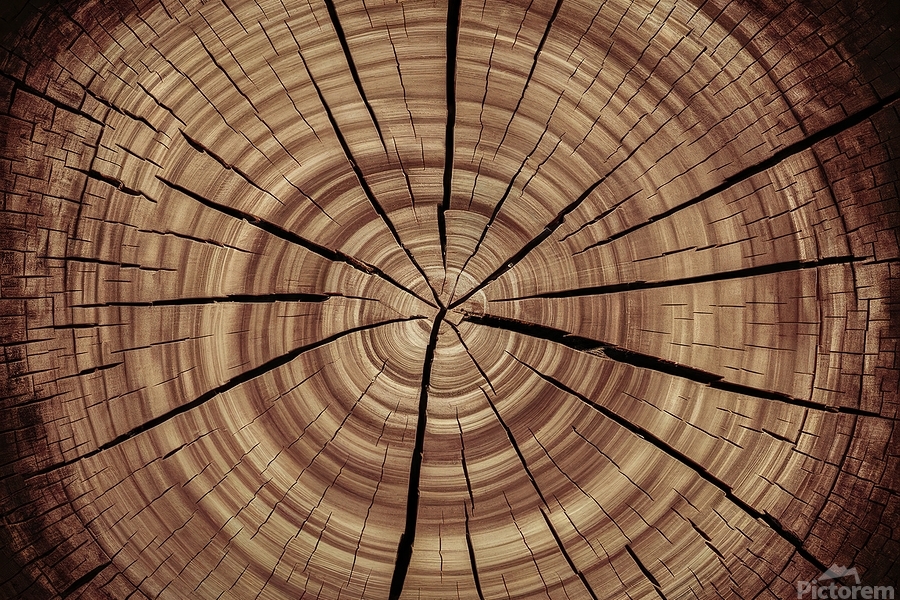 cross section of a tree trunk background 3 by Dan Avian Wall Art