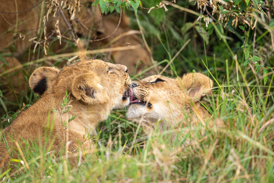 Lion Cub Kissing by Michael Trueman Wall Art