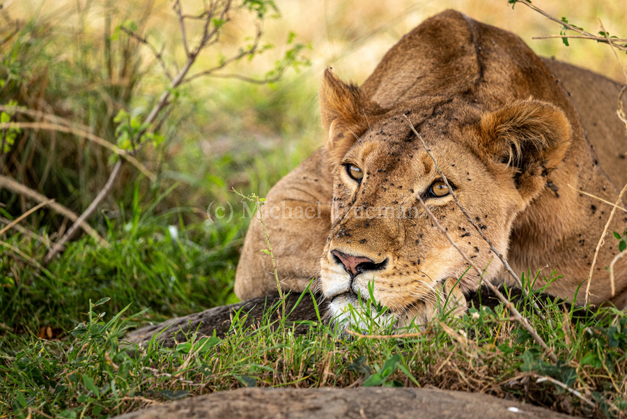 Female Lion Portrait by Michael Trueman Wall Art