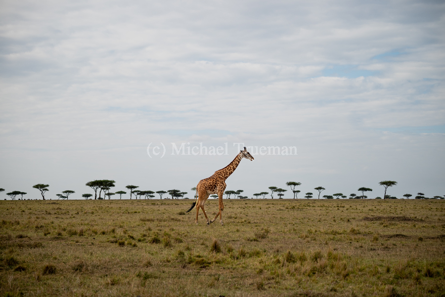 Giraffe Walking by Michael Trueman Wall Art