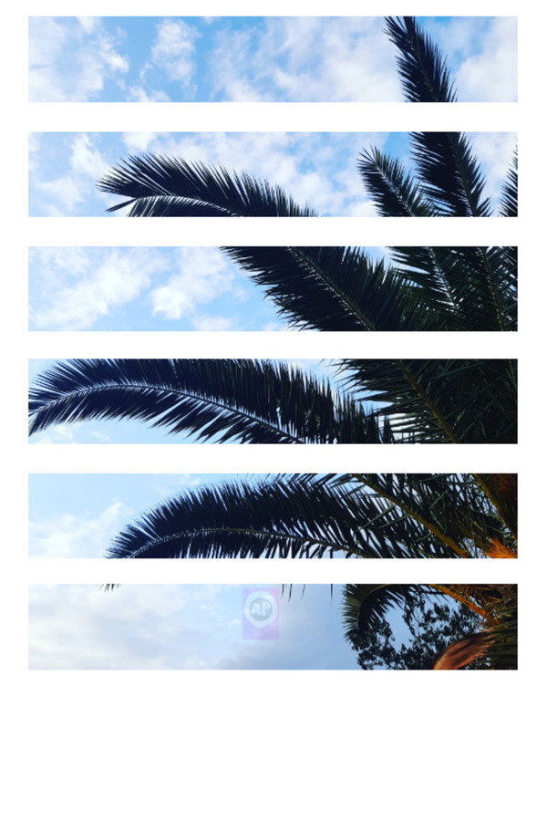 Palm tree by Vulieway Wall Art