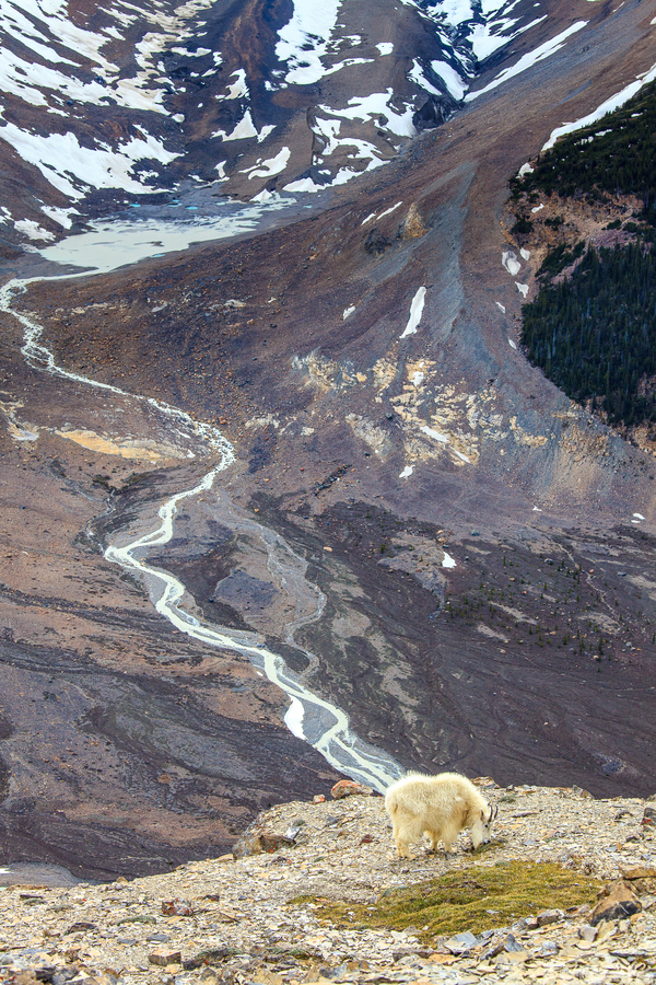 Evolved by Glaciers by Darcy Monchak Photography Wall Art