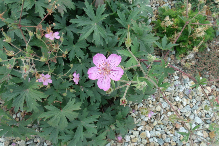 Lavender Geranium 2 by Sherrie Larch Wall Art
