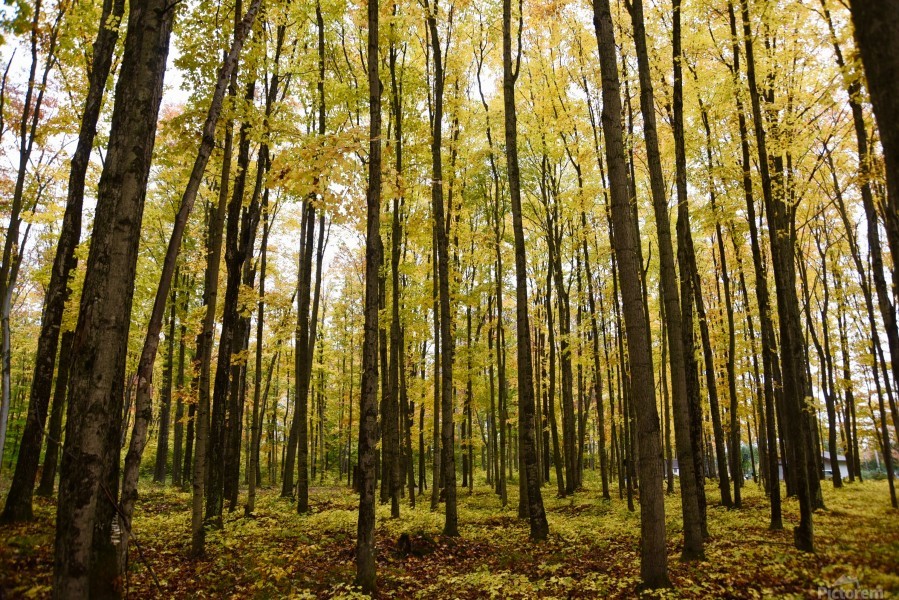 Michigan Trees by Robin Buckley Wall Art