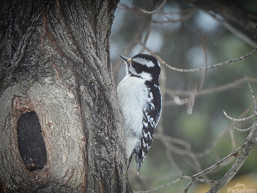 Downy Woodpecker by Gavin Graham Wall Art