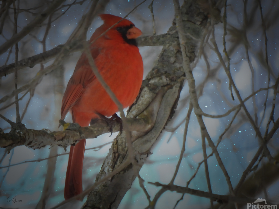 Knight Cardinal by Gavin Graham Wall Art