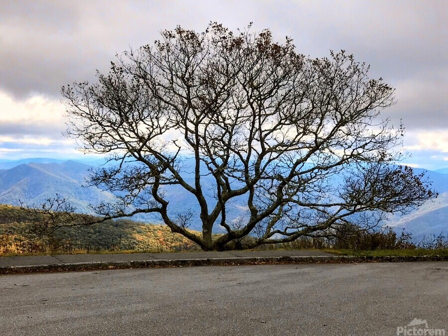 Empty Tree by Missouri Micky Wall Art