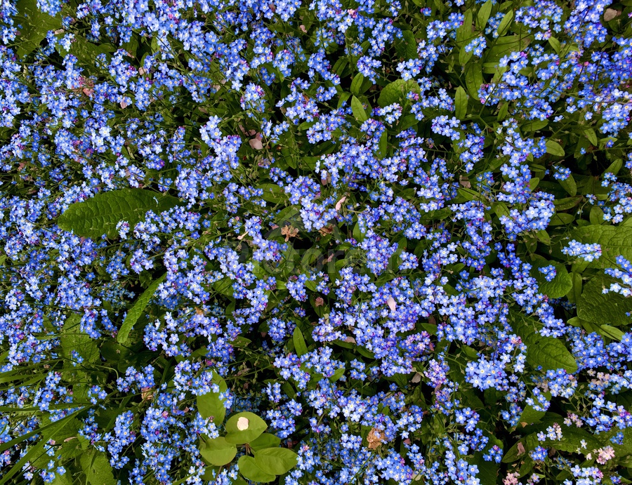 Forget-me-nots by Alix Forestier Wall Art