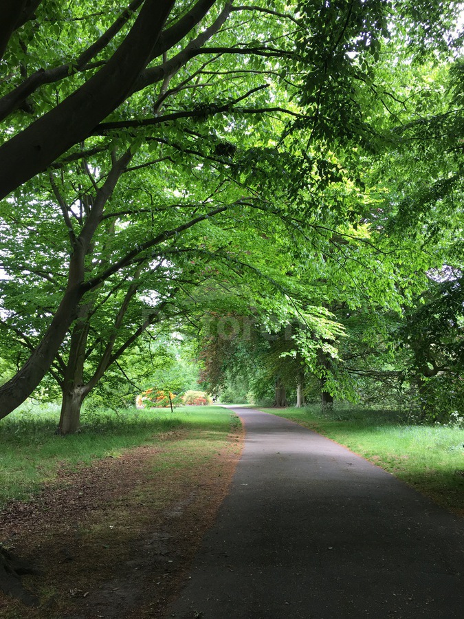 Path under the Trees Kew Garden London. by Alix Forestier Wall Art